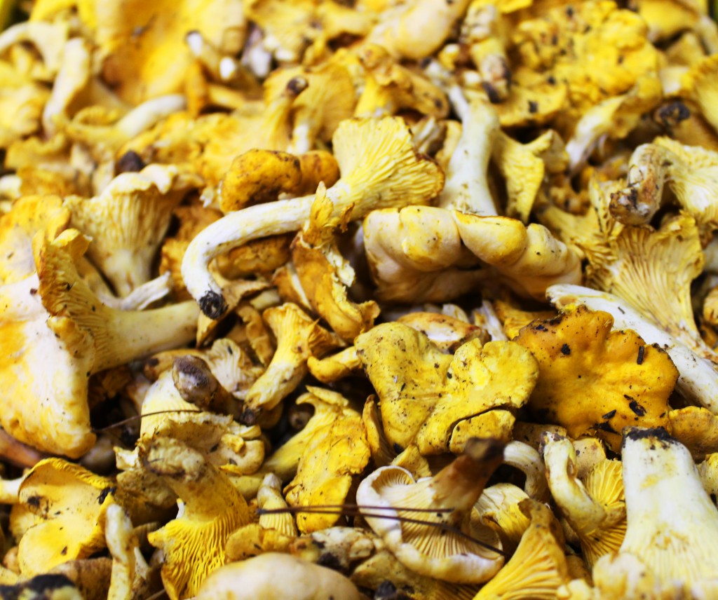 SETA: Chantarella - Grupo Gloriamar